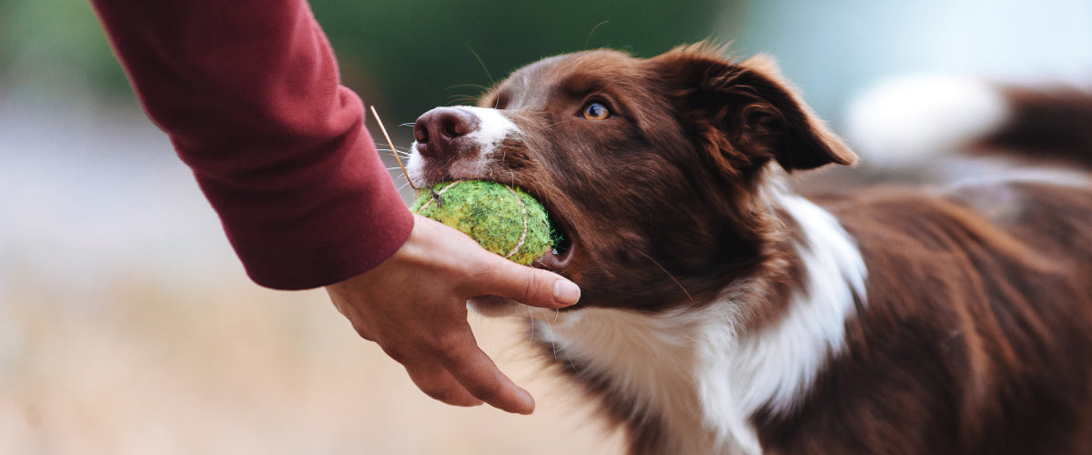5 Easy Ideas for Mental Stimulation in Dogs: Unlock Their Minds ...
